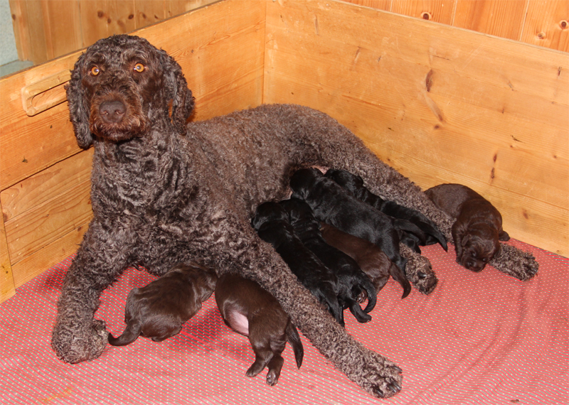 News & Events - Partnerhunde Österreich